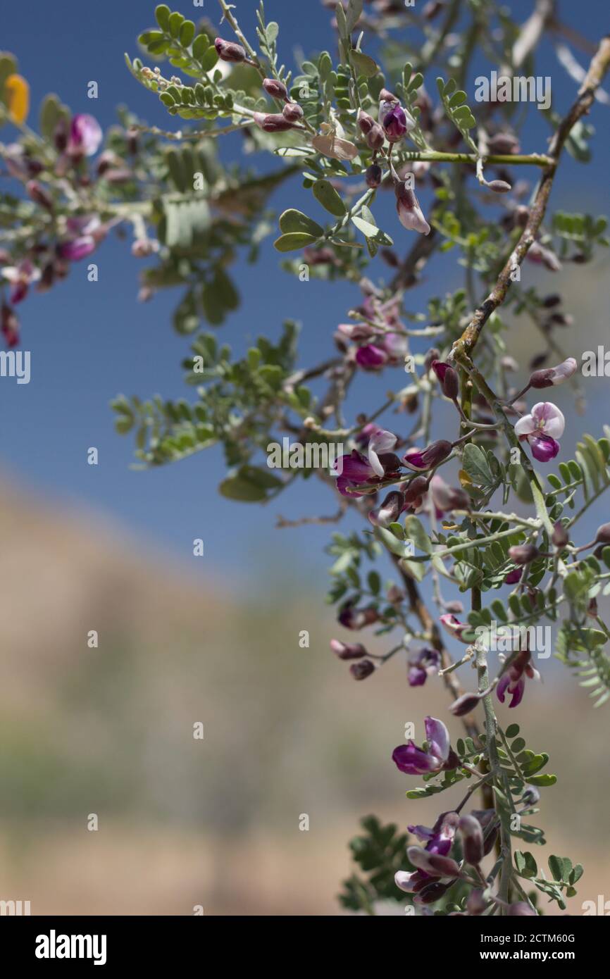 Ironwood tree flower hi-res stock photography and images - Alamy