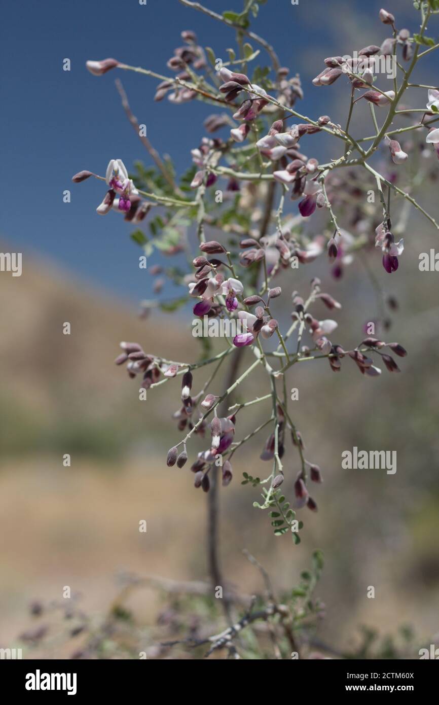 Purple raceme inflorescences, Desert Ironwood, Olneya Tesota, Fabaceae ...