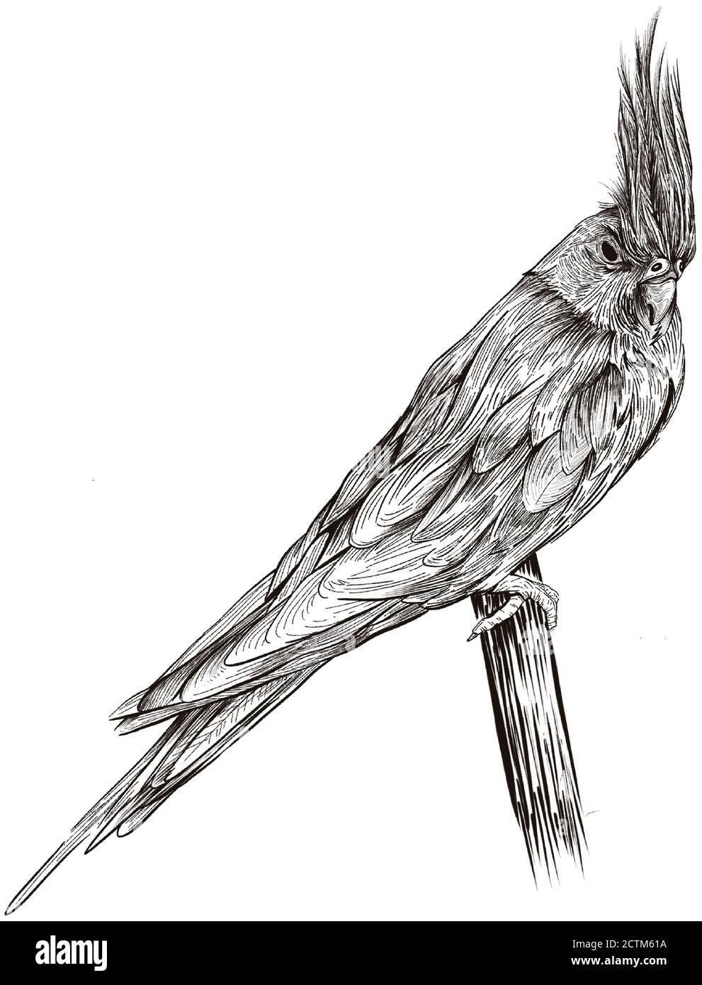 Australian corella Cut Out Stock Images & Pictures - Alamy