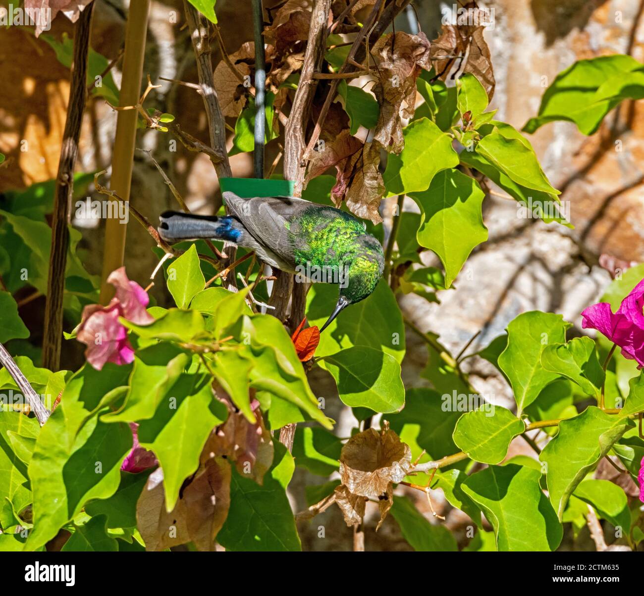 Sunbird Feeding High Resolution Stock Photography and Images - Alamy