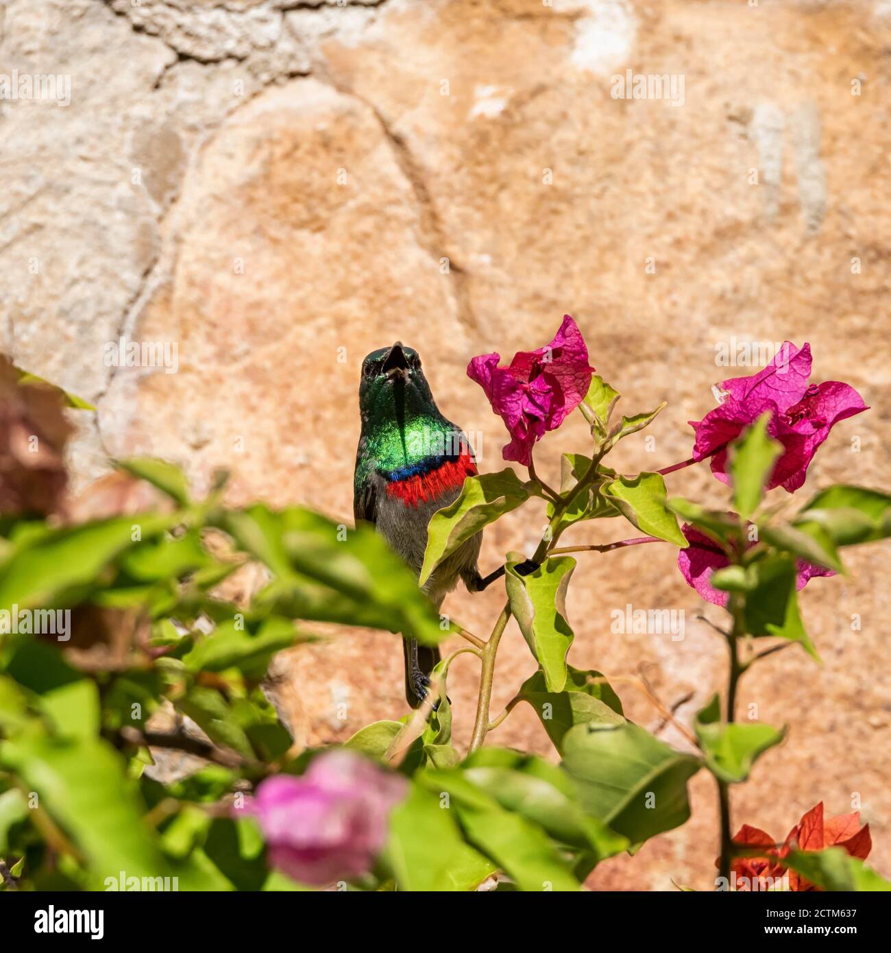 Sunbird Feeding High Resolution Stock Photography and Images - Alamy