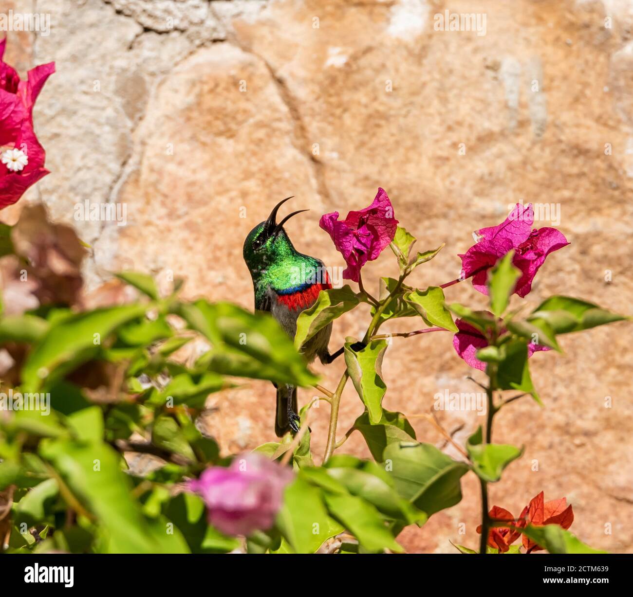 Sunbird Feeding High Resolution Stock Photography and Images - Alamy