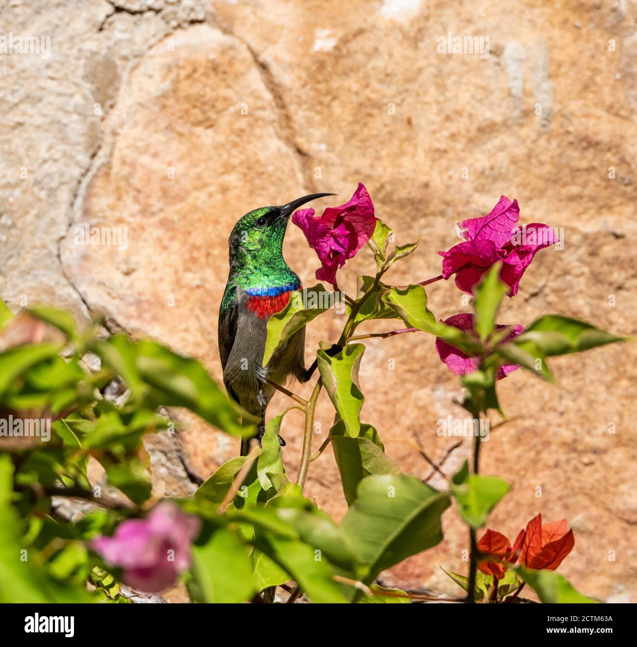 Sunbird Feeding High Resolution Stock Photography and Images - Alamy