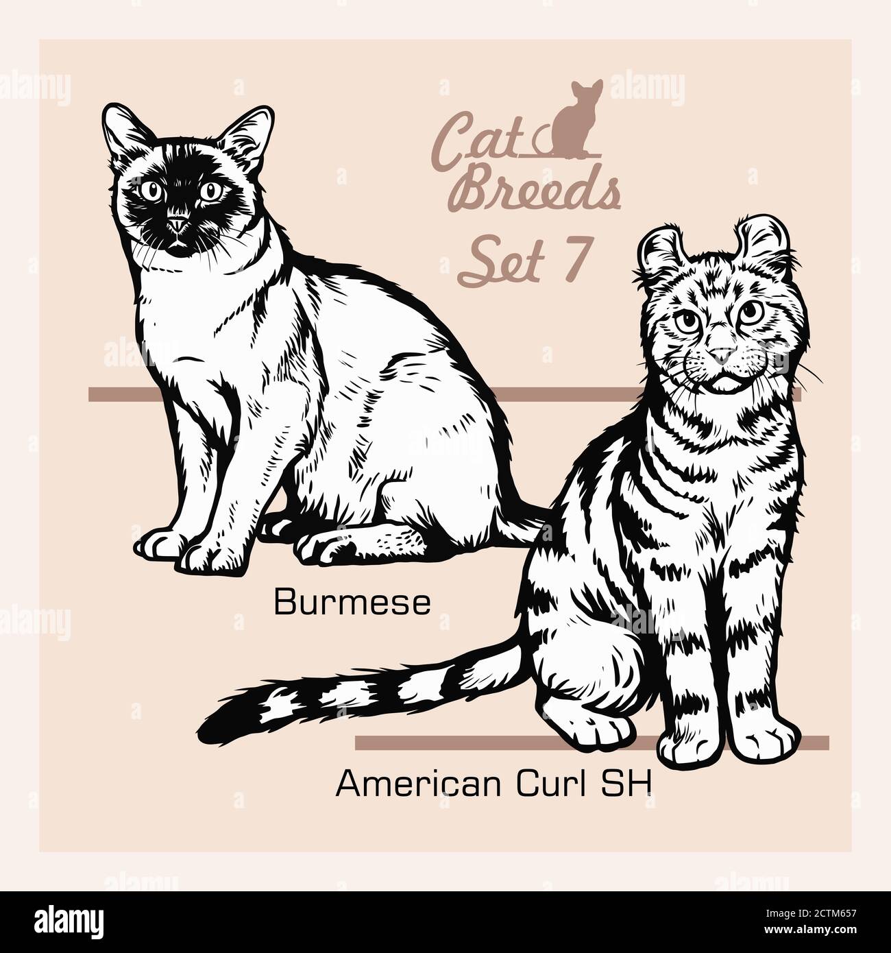 Short haired cat breeds Stock Vector Images - Alamy