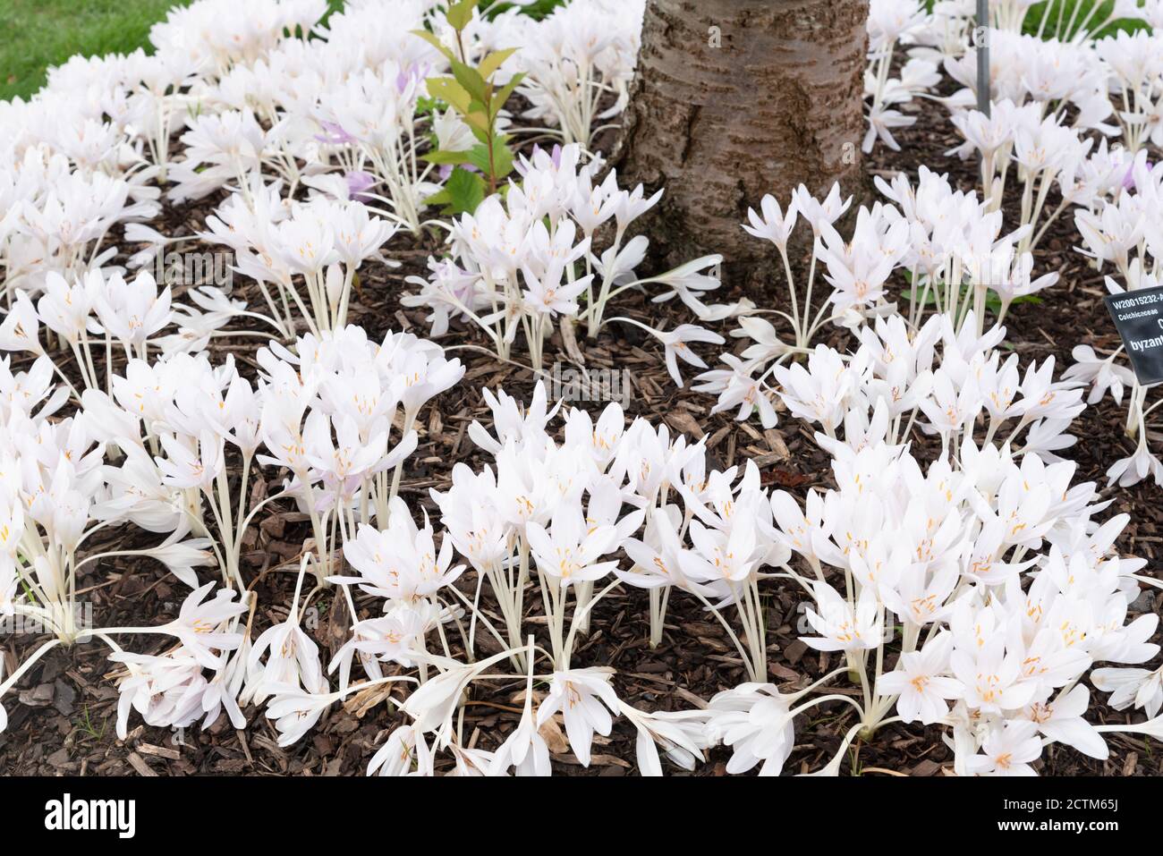 Colchicum x byzantinum 'Innocence' Stock Photo - Alamy