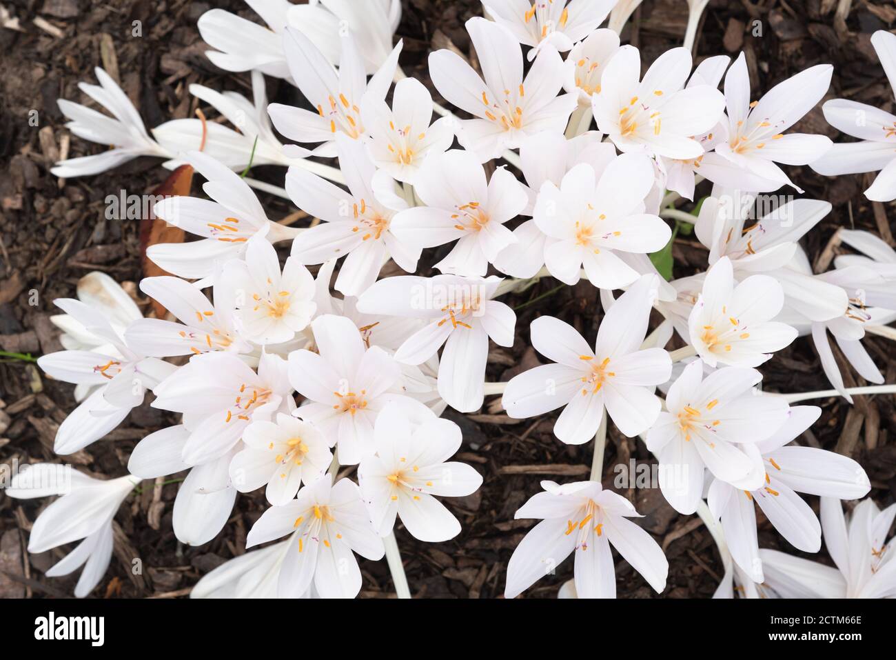 Colchicum byzantinum 'innocence' hi-res stock photography and images ...