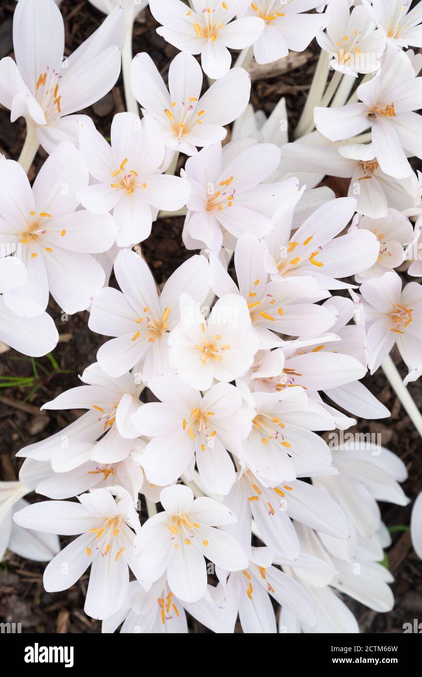 Colchicum byzantinum, ‘innocence’ hi-res stock photography and images ...