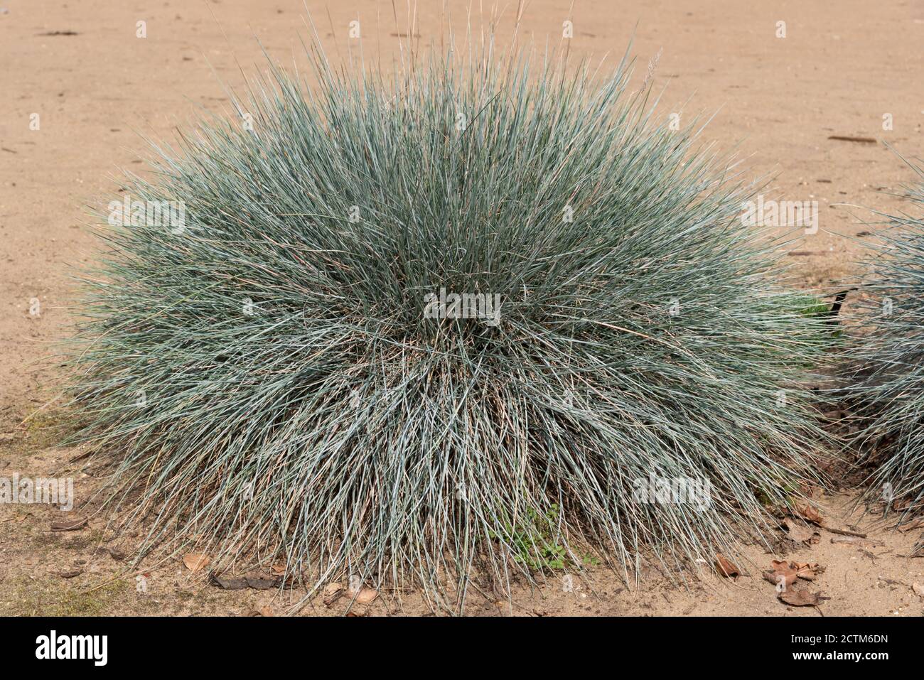 Festuca glauca Intense Blue ('Casblue' Stock Photo - Alamy