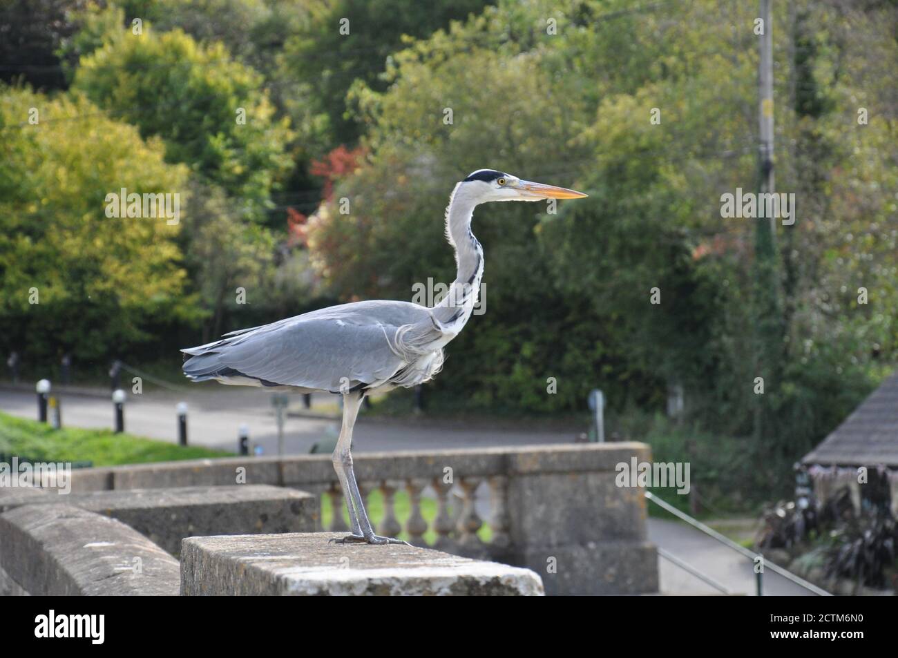 Side profile of heron bird standing on a concrete bridge parapet in a ...