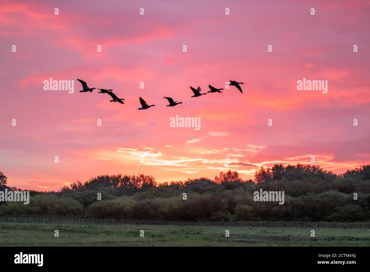 Ribble estuary birds hi-res stock photography and images - Alamy