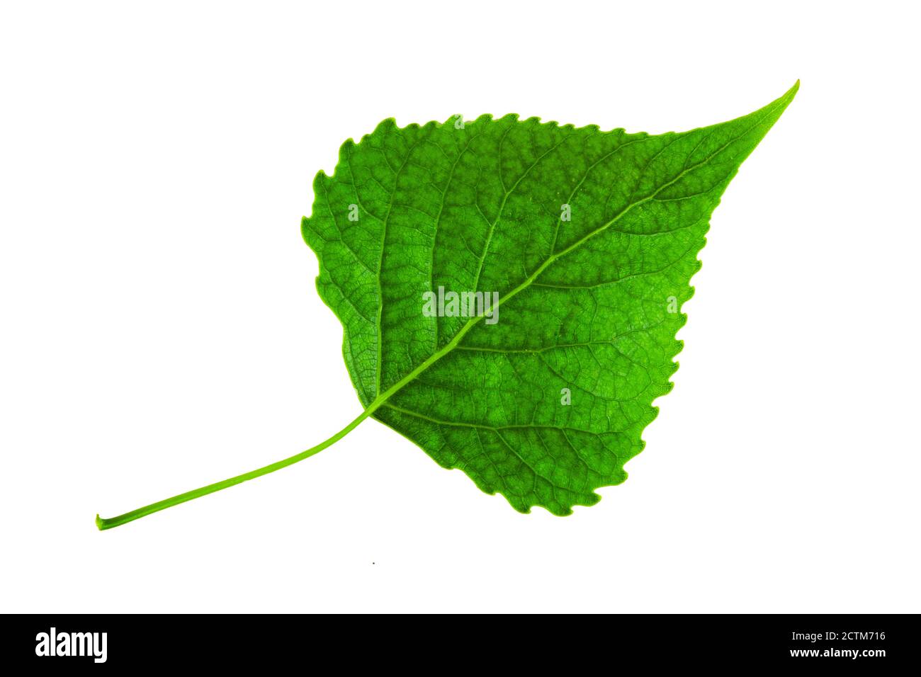 Bottom tree silhouette Cut Out Stock Images & Pictures - Alamy
