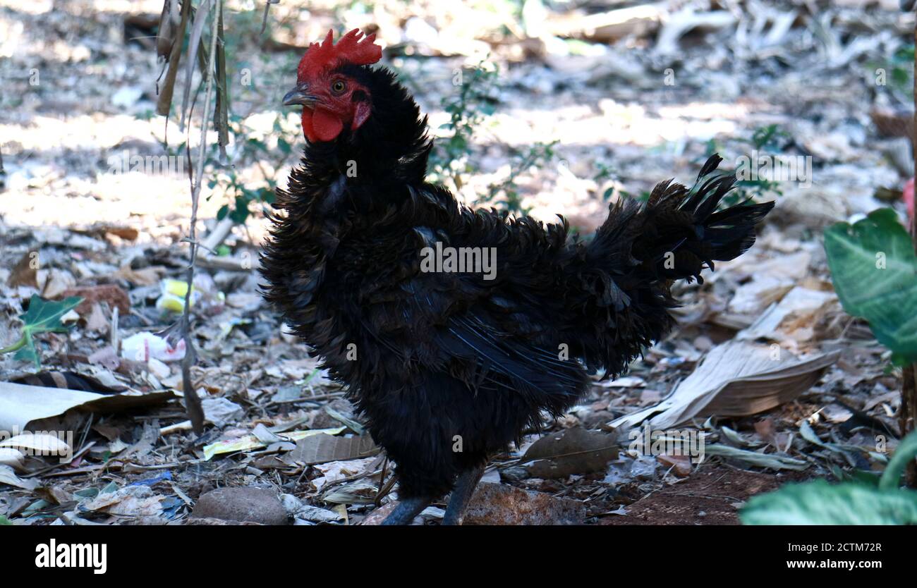 Curly feather hi-res stock photography and images - Alamy