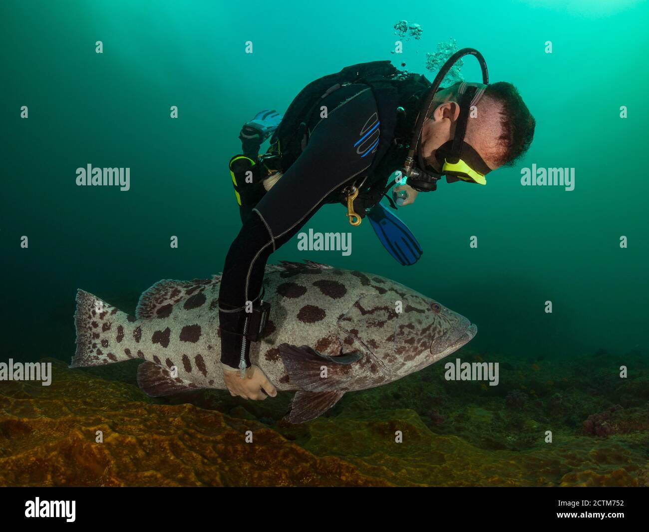 Marine ocean sea wild life hi-res stock photography and images - Alamy