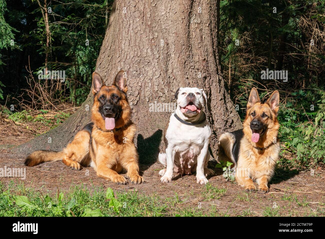 Three dogs in the woods, two German shepherd dogs and an old English ...