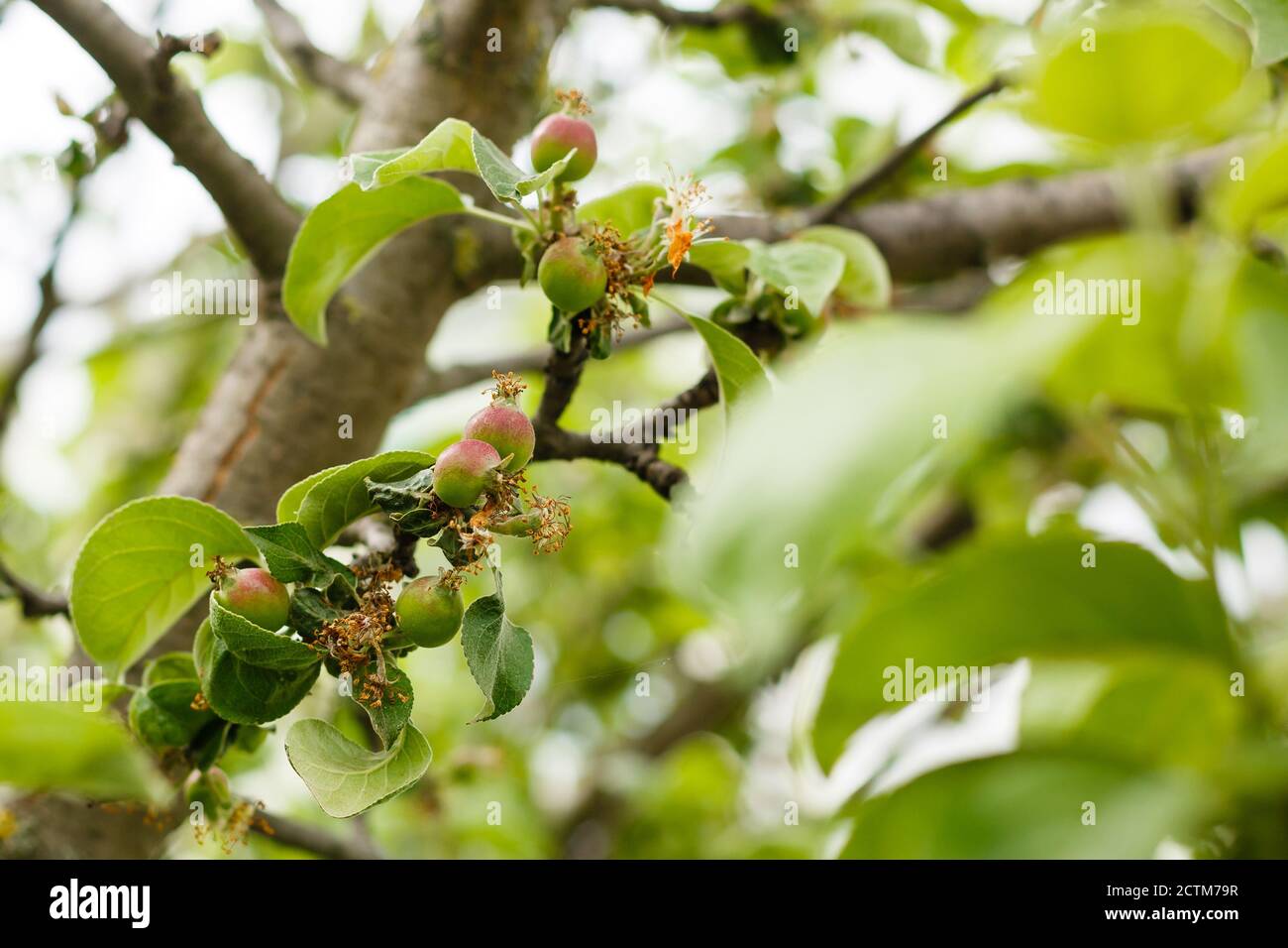small young apples growing on a tree Stock Photo - Alamy