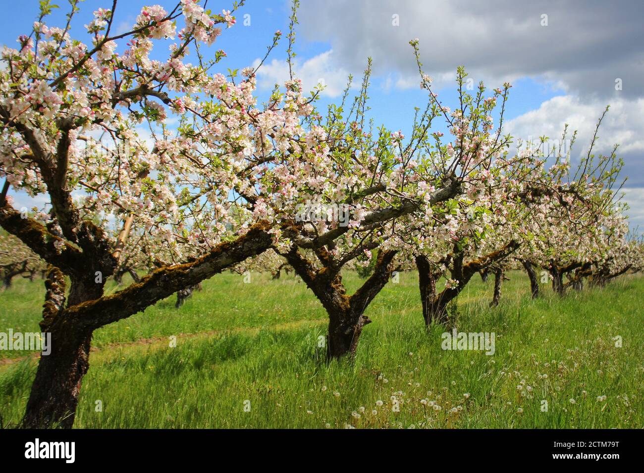 Spring blossom background. Beautiful nature scene with blooming tree of ...