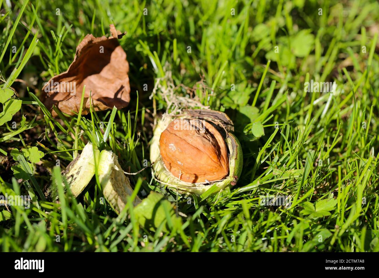 Walnuss baum blatt hi-res stock photography and images - Alamy