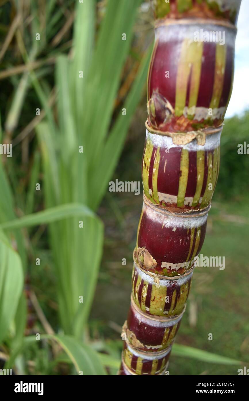 Sugarcane plant hi-res stock photography and images - Alamy