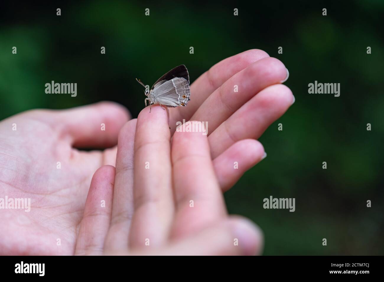Butterfly sits on a woman hand. Blue, fragile butterfly wings on woman ...