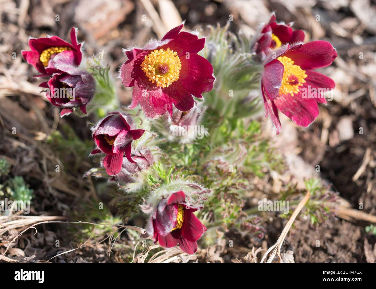 Bunch of close up Pulsatilla pratensis purple violet Flowers. pasque ...