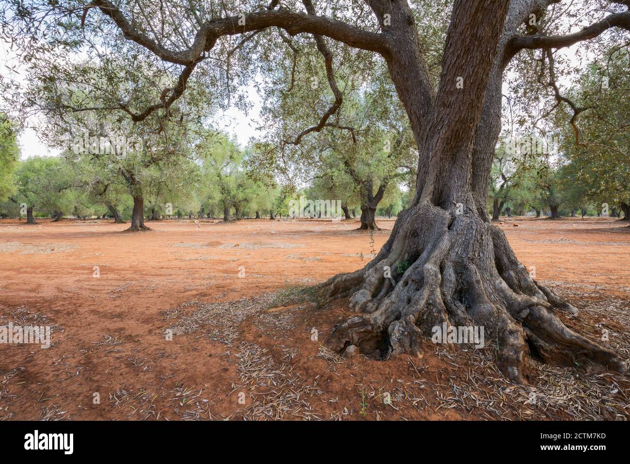 Beautiful olive trees hi-res stock photography and images - Alamy