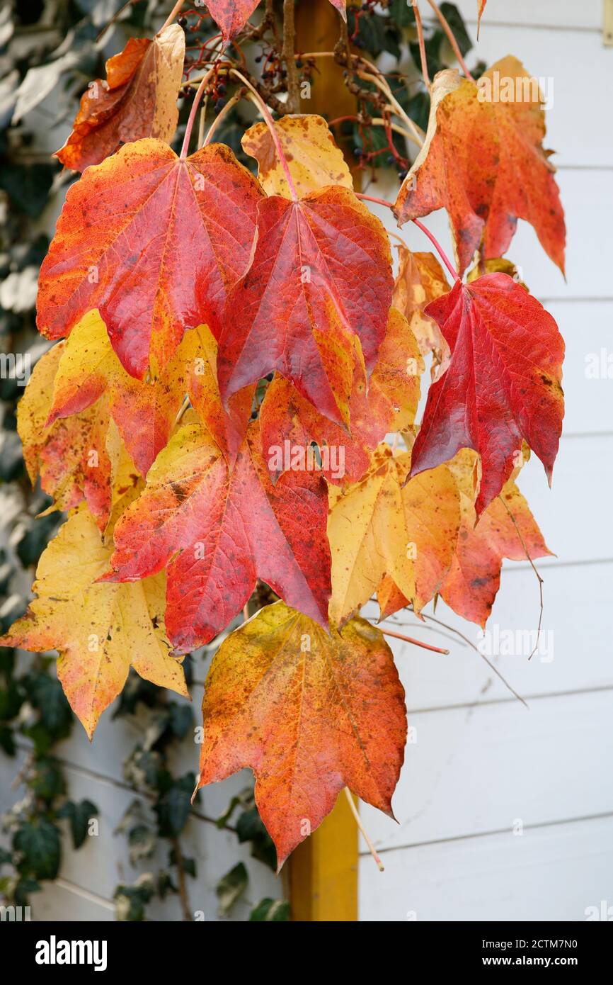 Autumn leaves of vine hi-res stock photography and images - Alamy