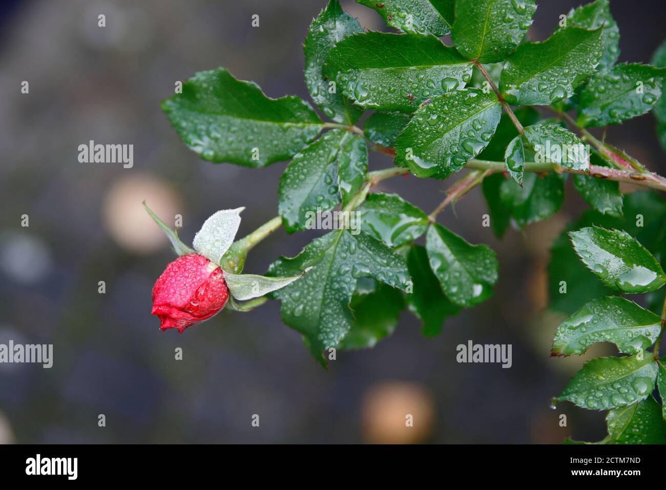 Wet rose hi-res stock photography and images - Alamy