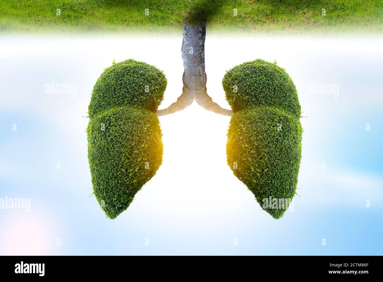 Illustration of lung tree (Environment and Medicine Stock Photo - Alamy