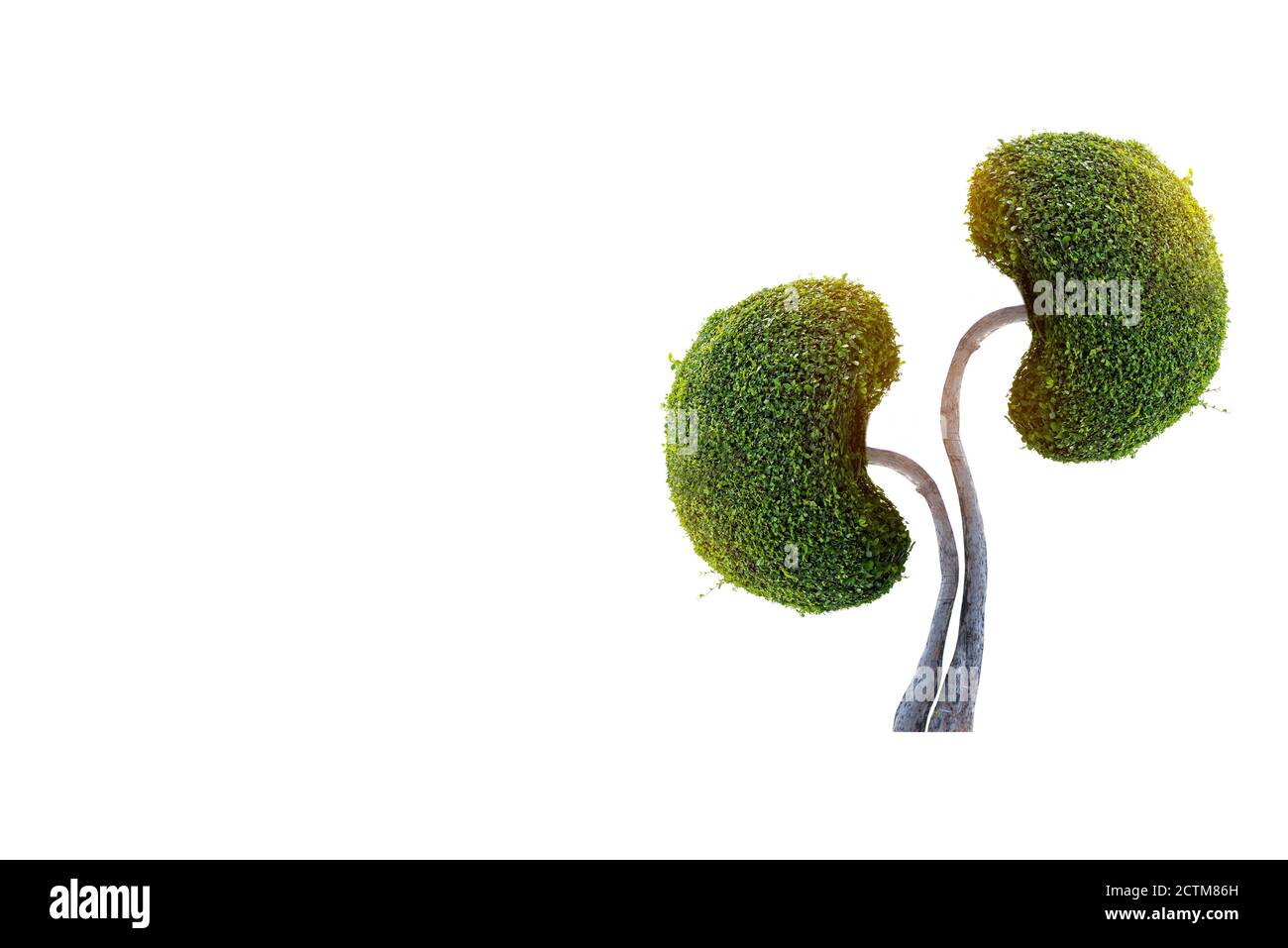 Trees (kidneys), 3D environmental and medical concepts Stock Photo - Alamy