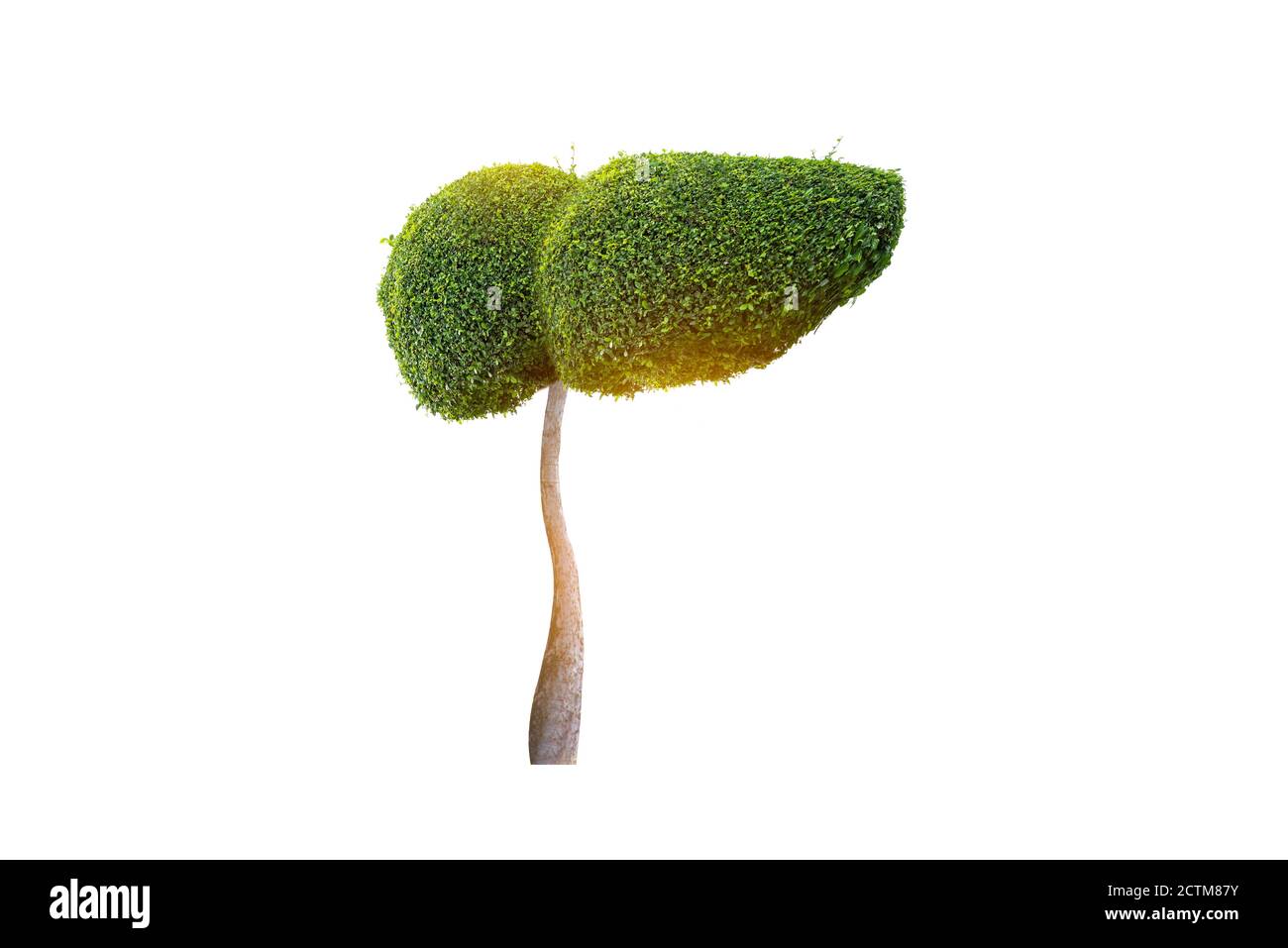 Realistic liver images are human green tree shapes about diseases and ...