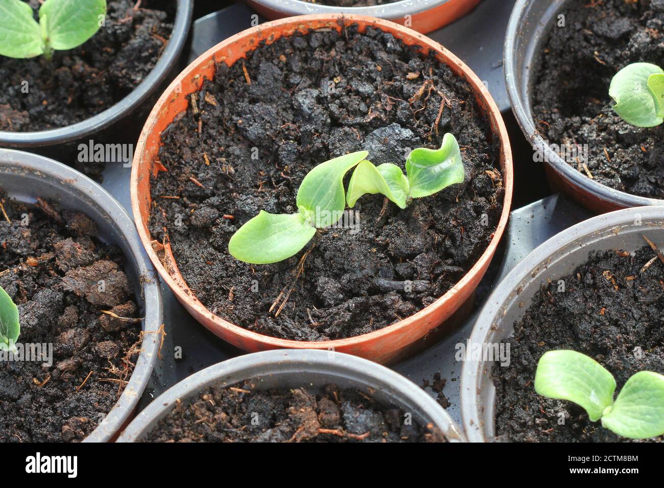 Pumpkin seedlings hi-res stock photography and images - Alamy