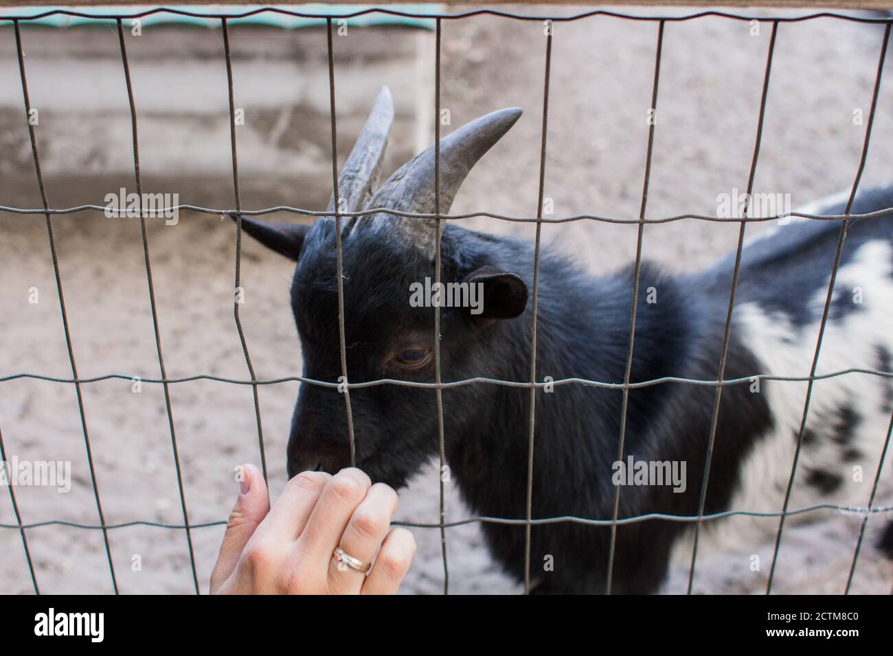 female hand stroking goat in the zoo Stock Photo - Alamy