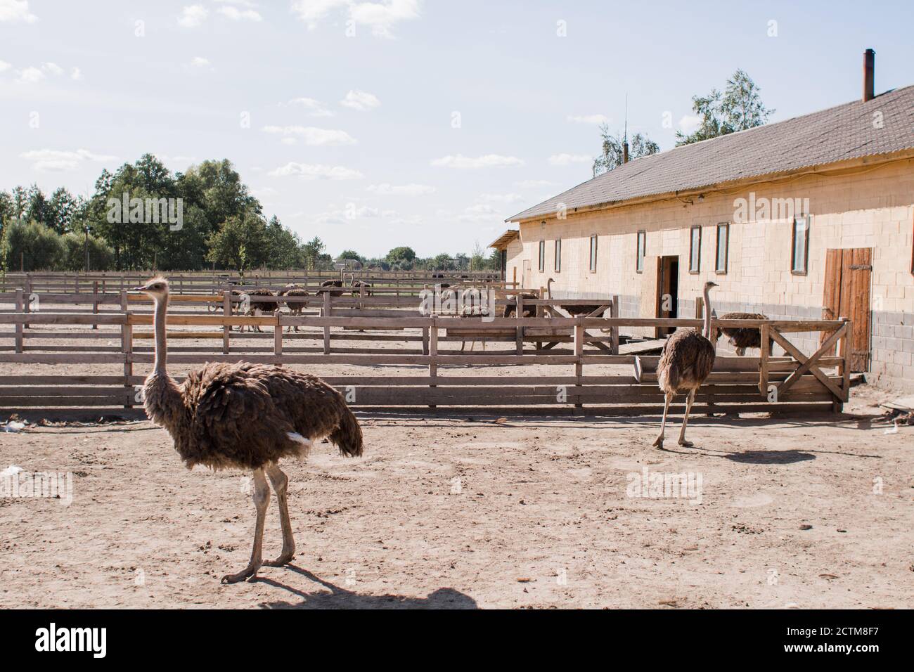 ostriches on an ostrich farm behind fence Stock Photo - Alamy