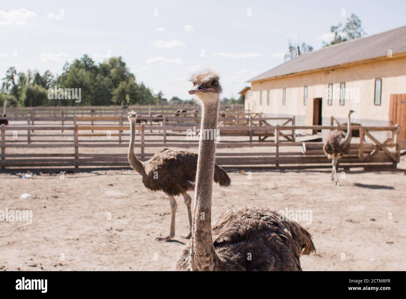 ostriches on an ostrich farm behind fence Stock Photo - Alamy