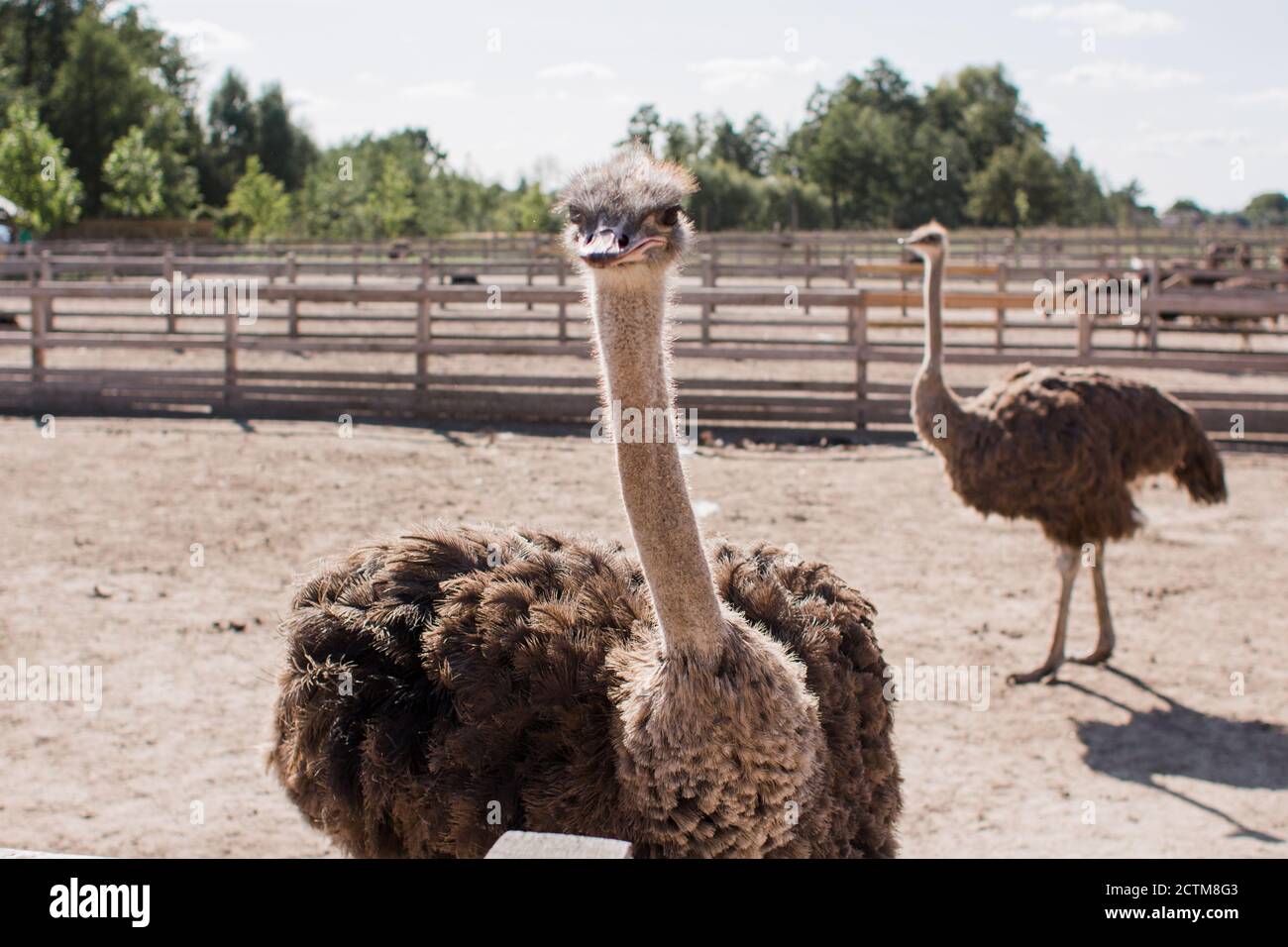 ostriches on an ostrich farm behind fence Stock Photo - Alamy