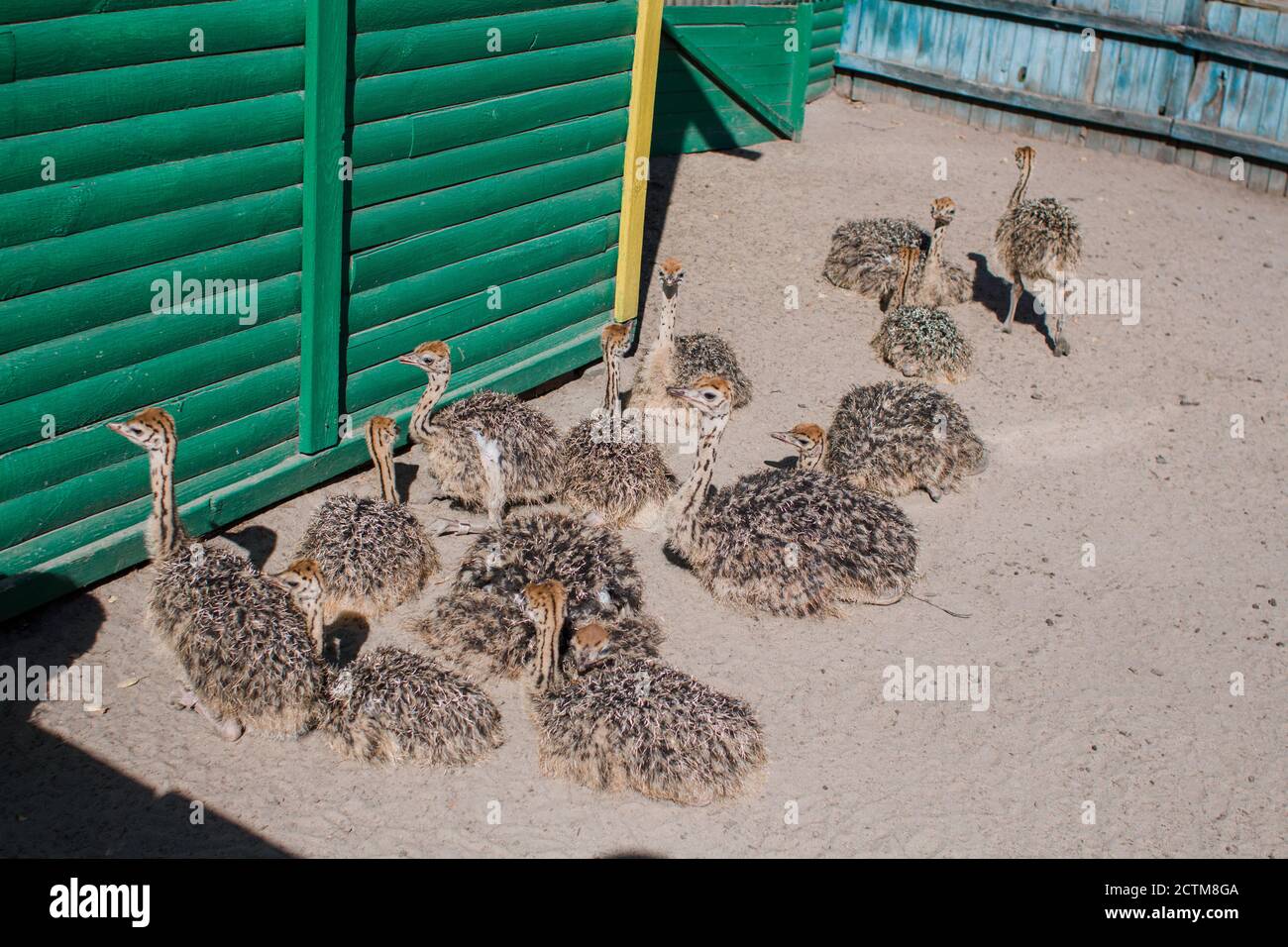 ostriches on an ostrich farm behind fence Stock Photo - Alamy