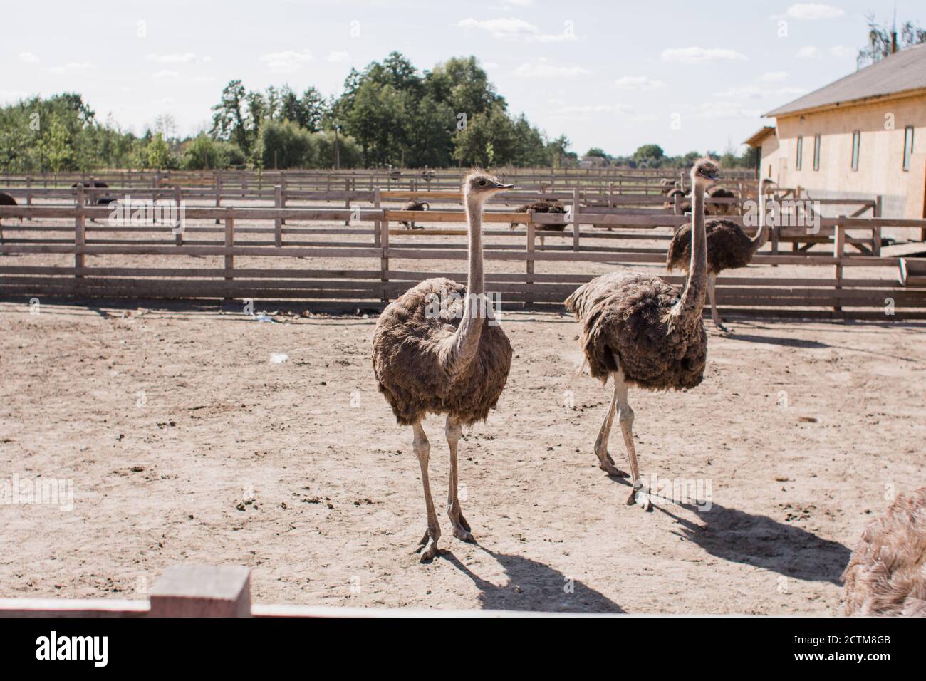 ostriches on an ostrich farm behind fence Stock Photo - Alamy