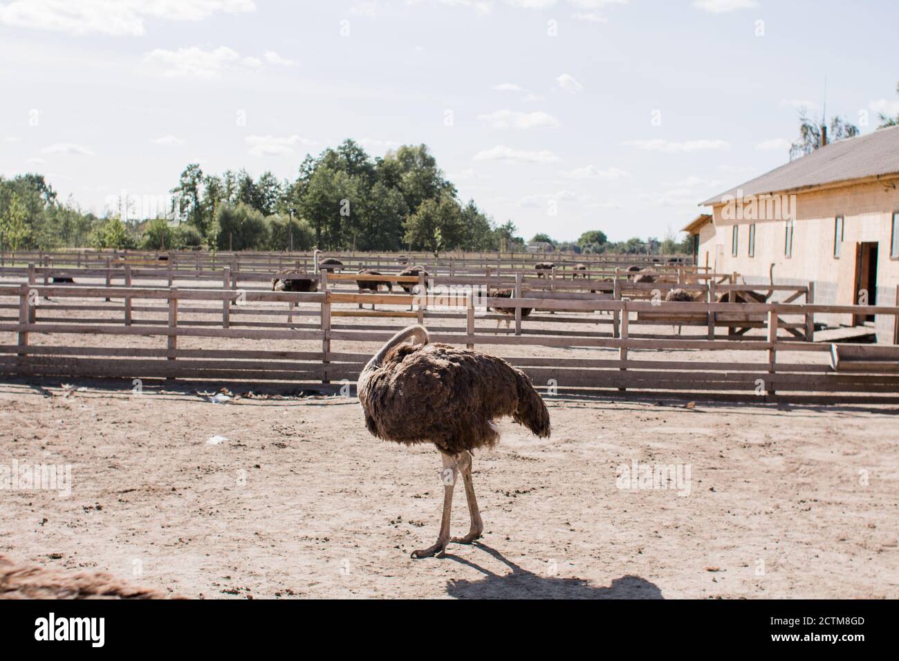 ostriches on an ostrich farm behind fence Stock Photo - Alamy