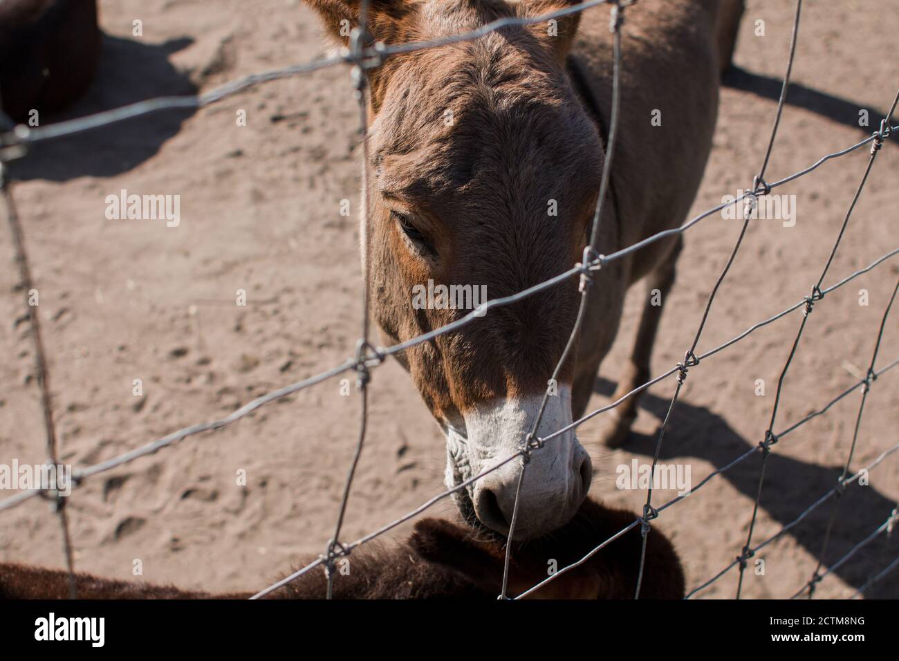 Mule behind wooden fence hi-res stock photography and images - Alamy