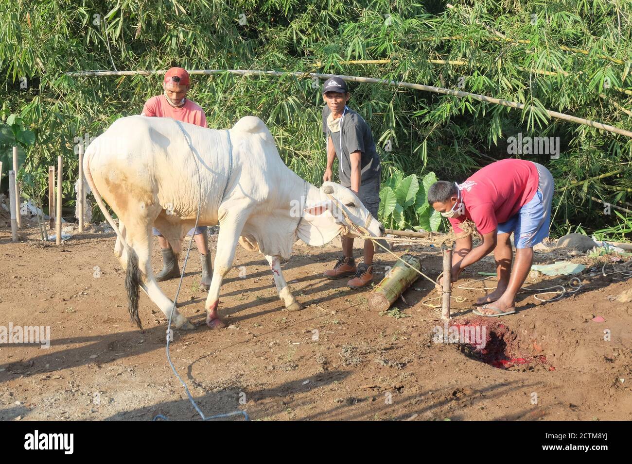 Purbalingga, Indonesia - Juli 31 2020: slaughtering process on qurban ...