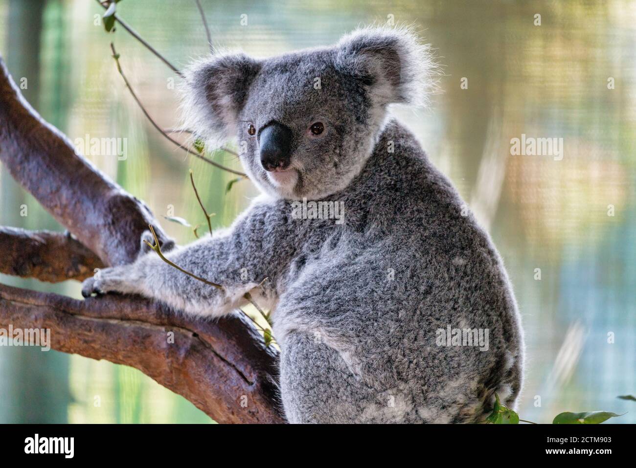 Koala, beach, and darling harbor, Sydney Australia Stock Photo - Alamy