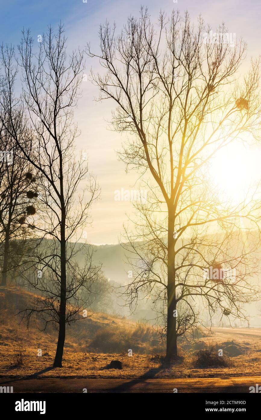 trees by the road uphill in rural area. beautiful springtime sunrise in ...