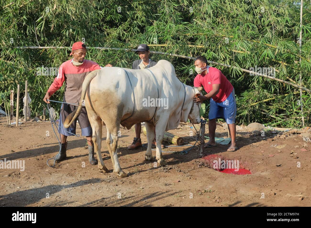 Purbalingga, Indonesia - Juli 31 2020: slaughtering process on qurban ...