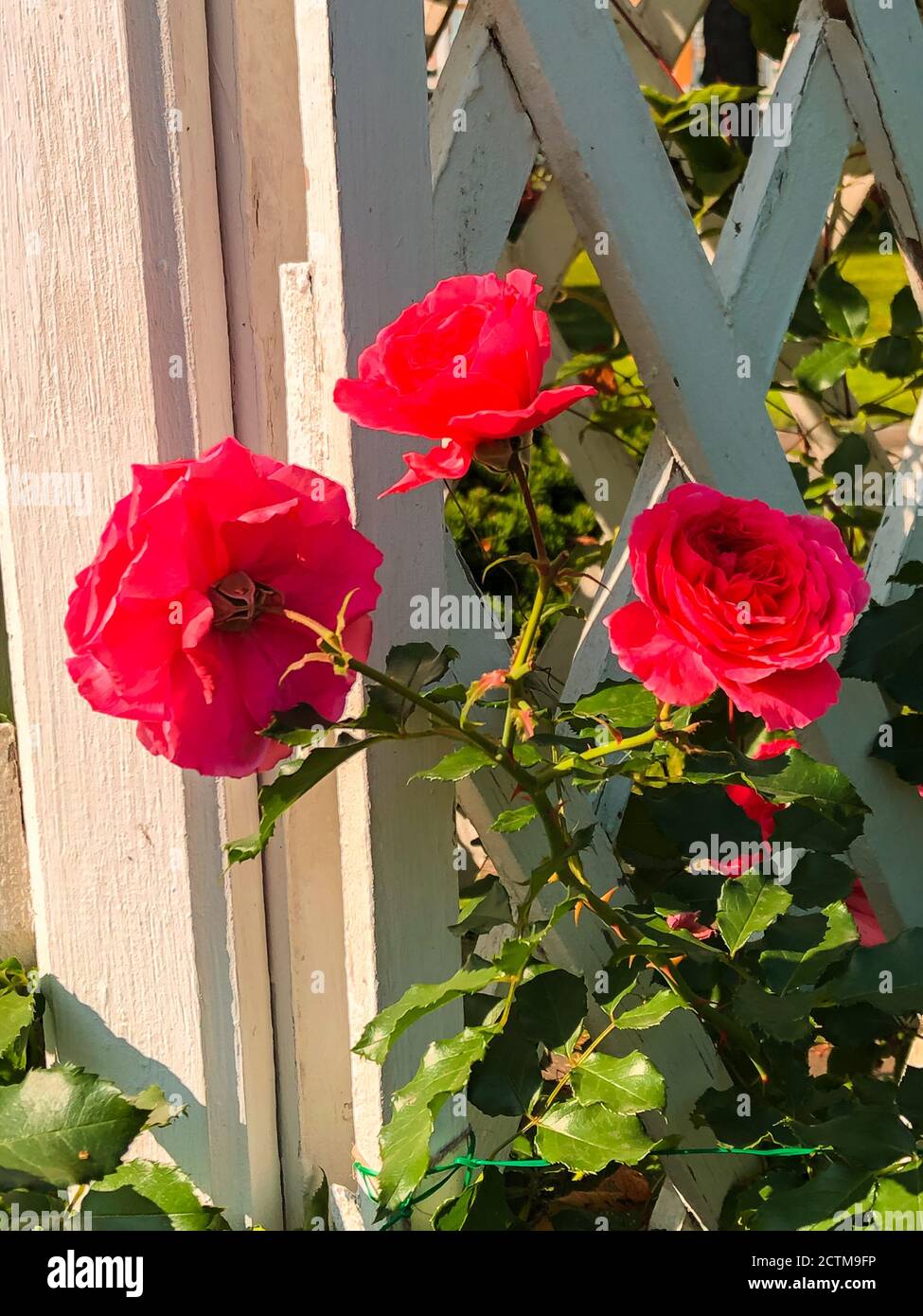 Colorful flowers in Moscow Kremlin gardens. Moscow, Russia Stock Photo ...