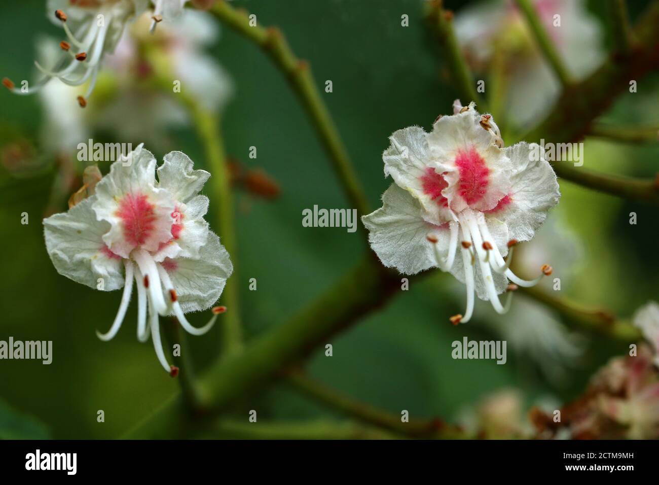 Botany chestnut flowers hi-res stock photography and images - Alamy