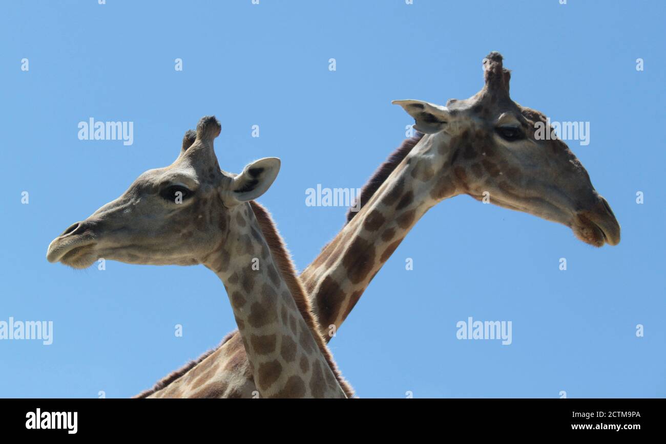 two heads of giraffes cross on the background of the blue summer sky ...