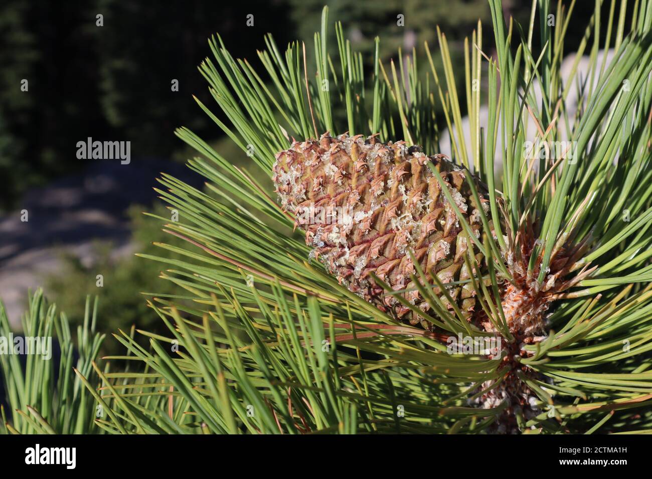Closeup shot of a cone on a pine tree Stock Photo - Alamy