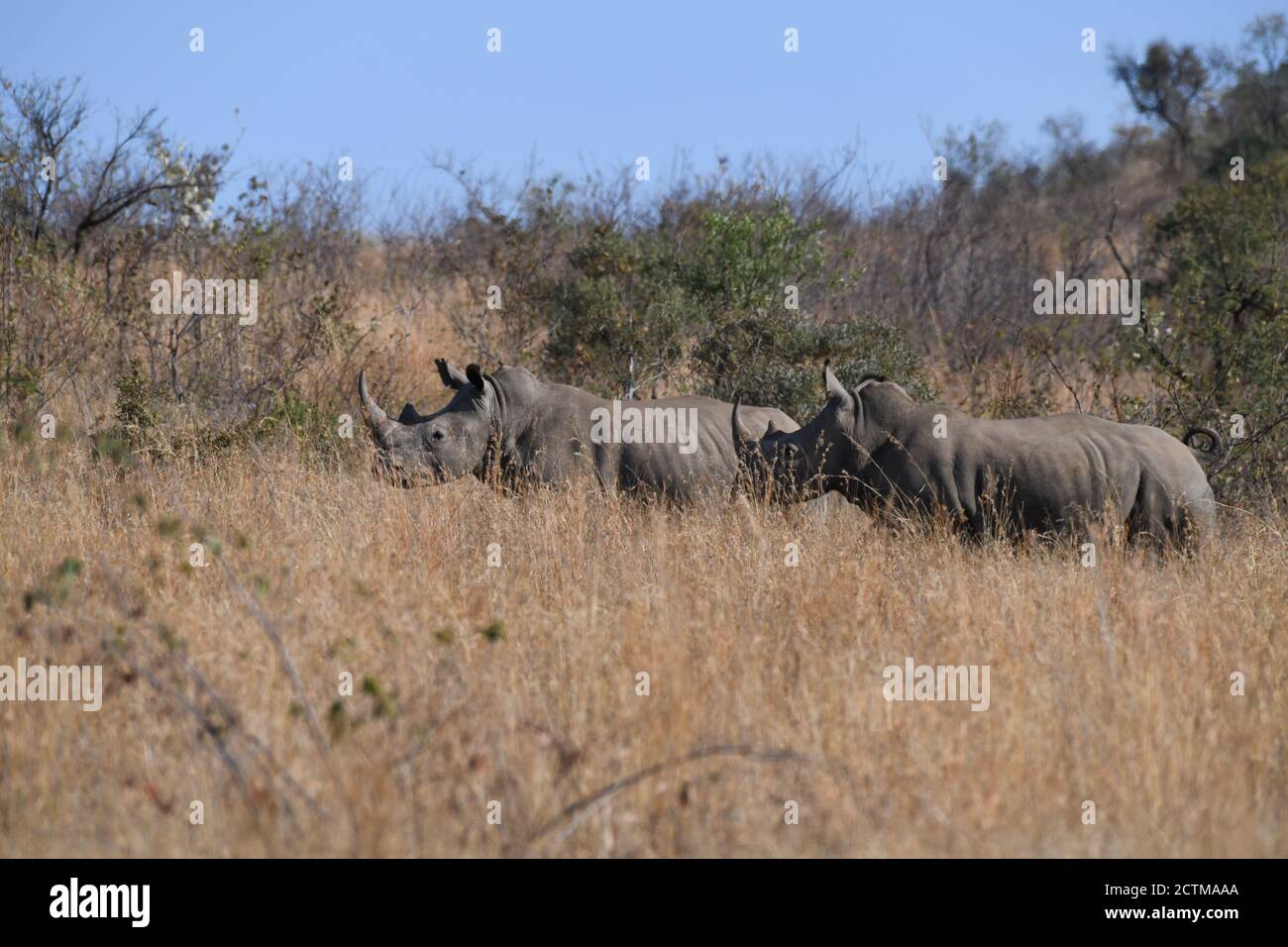 Rhino tracking hi-res stock photography and images - Alamy