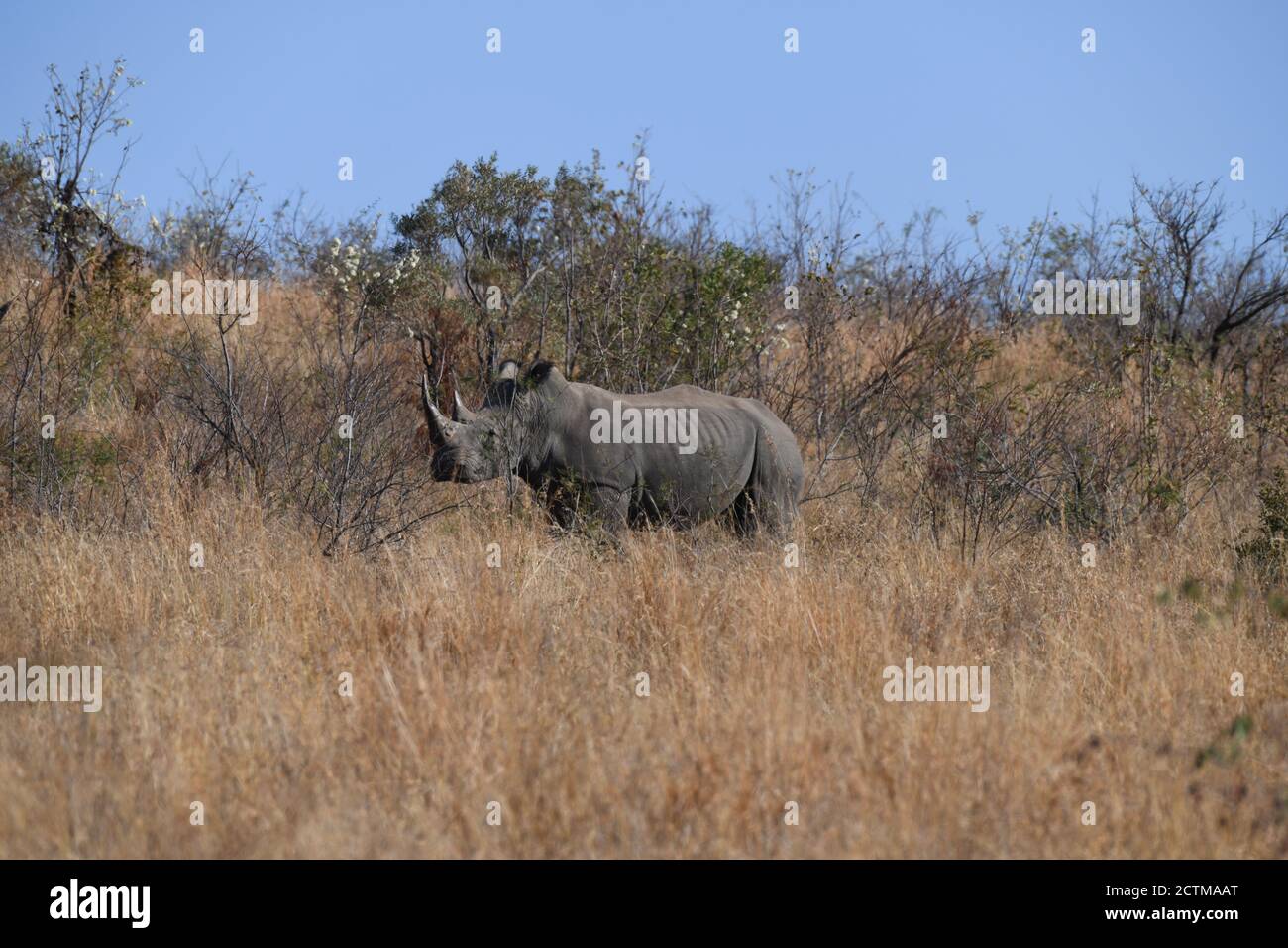 Rhino tracking hi-res stock photography and images - Alamy