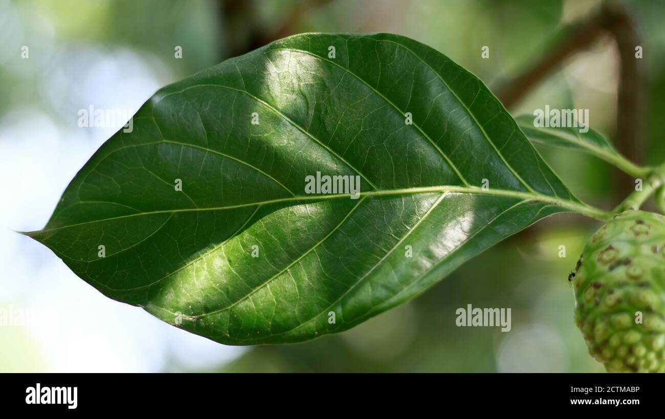 Noni leaf or cheese leaf on tree in Indonesia Stock Photo - Alamy